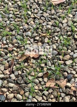 Purple nutsedge (Cyperus rotundus) Plantae Stock Photo - Alamy