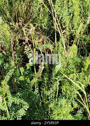 foxtail prairie clover (Dalea leporina) Plantae Stock Photo - Alamy
