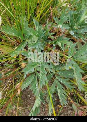 slender cinquefoil (Potentilla gracilis), Plantae, Capital, BC, Canada ...