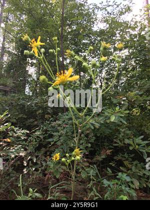 Kidney-leaf Rosinweed (Silphium compositum) Plantae Stock Photo - Alamy
