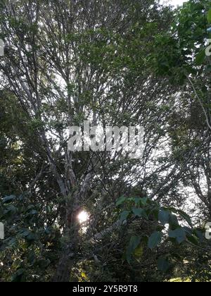 Tambataru (Zanthoxylum rhoifolium) Plantae Stock Photo - Alamy