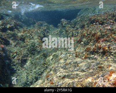 Rivulated Rabbitfish (Siganus rivulatus) Actinopterygii Stock Photo - Alamy