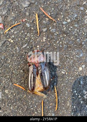 Lined June Beetles (Polyphylla) Insecta Stock Photo - Alamy