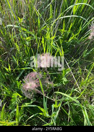 prairie smoke (Geum triflorum) Plantae Stock Photo - Alamy