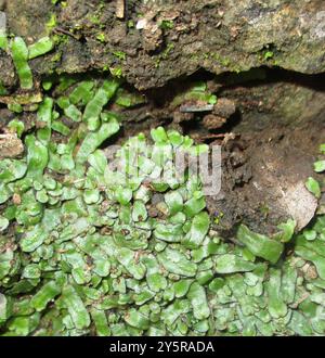 Complex thallose liverworts (Marchantiales) Plantae Stock Photo - Alamy