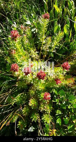 Queen's Crown (Rhodiola rhodantha) Plantae Stock Photo - Alamy