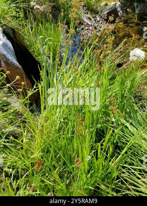 irisleaf rush (Juncus xiphioides) Plantae Stock Photo - Alamy