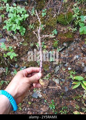 conifer broomrape (Aphyllon pinorum) Plantae Stock Photo - Alamy