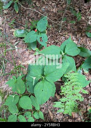 painted trillium (Trillium undulatum) Plantae Stock Photo - Alamy