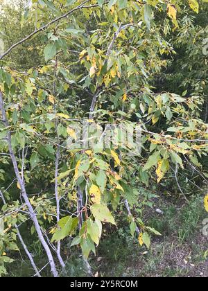 balsam poplar (Populus balsamifera) Plantae Stock Photo - Alamy