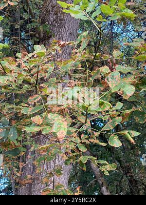 Oregon Ash (Fraxinus latifolia Stock Photo - Alamy