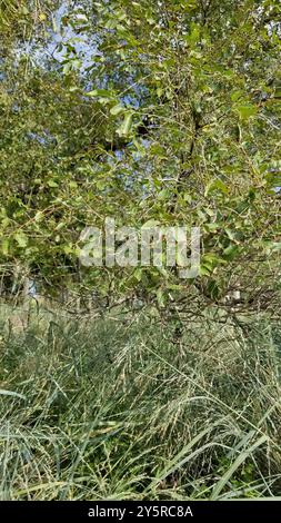 Siberian elm (Ulmus pumila) Plantae Stock Photo - Alamy