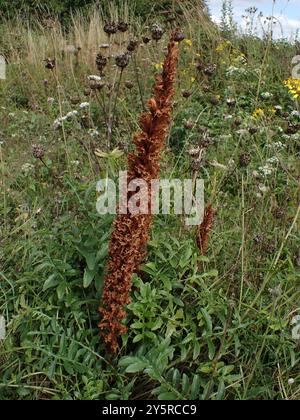 Knapweed Broomrape (Orobanche elatior) Plantae Stock Photo - Alamy