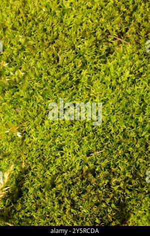 Twisted Moss (Tortella tortuosa) Plantae Stock Photo - Alamy