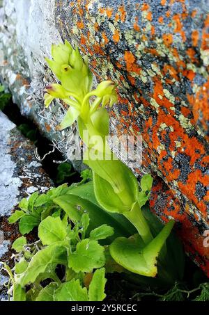 Scented Orchid (Satyrium odorum) Plantae Stock Photo - Alamy