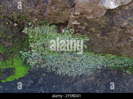 Complex thallose liverworts (Marchantiales) Plantae Stock Photo - Alamy