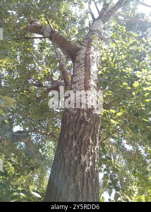 Grey Poplar (Populus × canescens), Plantae, The West Lancashire Golf ...