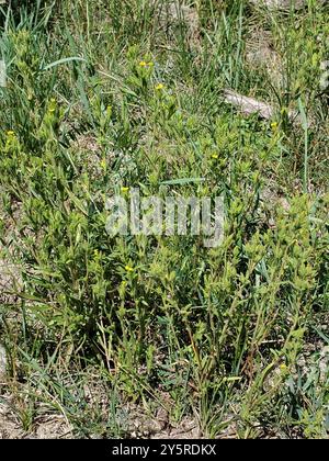 mountain tarweed (Madia glomerata) Plantae Stock Photo - Alamy