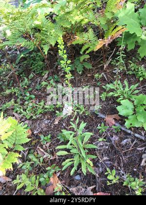 Downy Goldenrod (Solidago puberula) Plantae Stock Photo - Alamy