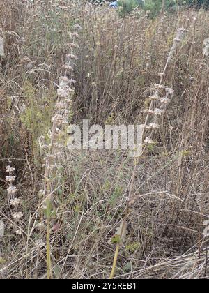 wild clary (Salvia verbenaca) Plantae Stock Photo - Alamy