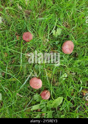 Ruby Bolete (Hortiboletus rubellus) Fungi Stock Photo - Alamy