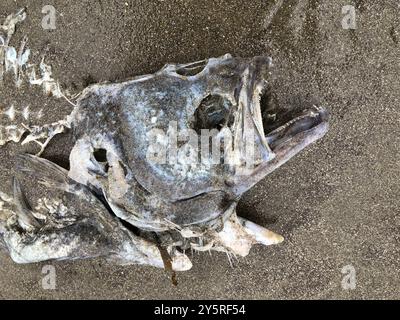 California Halibut (Paralichthys californicus) Actinopterygii Stock ...
