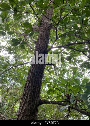 Terminalia muelleri Terminalia muelleri Stock Photo - Alamy