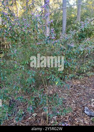 Purple Bush Pea (Hovea acutifolia Stock Photo - Alamy