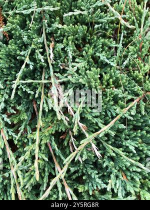 creeping juniper (Juniperus horizontalis) Plantae Stock Photo - Alamy