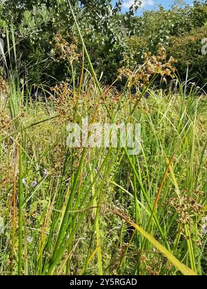 Jointed rush (Juncus articulatus) Plantae Stock Photo - Alamy