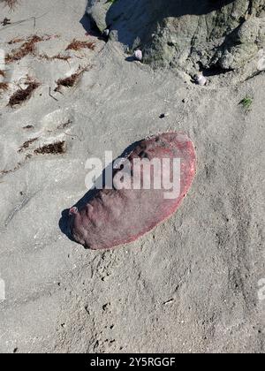 Gumboot Chiton (Cryptochiton stelleri) Mollusca Stock Photo - Alamy