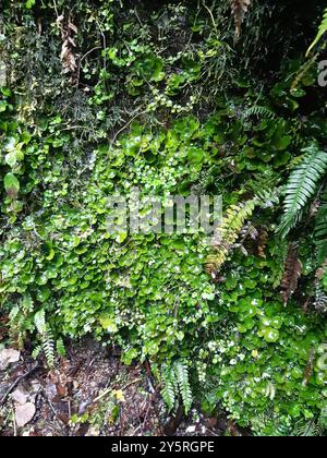 (Monoclea forsteri) Plantae Stock Photo - Alamy