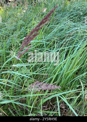 Bushgrass (Calamagrostis epigejos) Plantae Stock Photo - Alamy