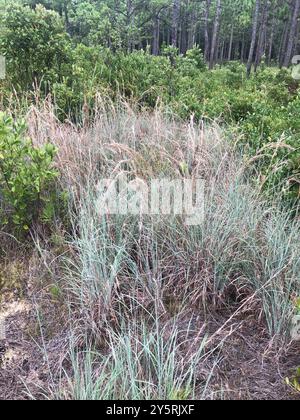 Purple Bluestem (Andropogon cretaceus) Plantae Stock Photo - Alamy