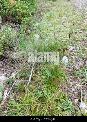 heath rush (Juncus squarrosus) Plantae Stock Photo - Alamy