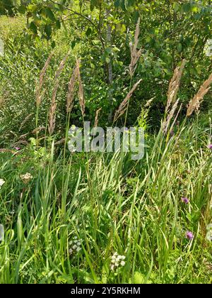 Bushgrass (Calamagrostis epigejos), Plantae, Криничанский район ...