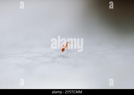 A single red ant is captured in a moment of action on a plain white ...