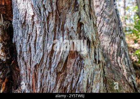 Tree bark texture, tree trunk, blackbutt, Eucalyptus pilularis ...