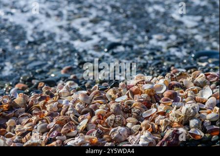 Rocks and shells lining the beach 4 Stock Photo - Alamy