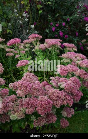 Sedum 'Autumn Joy' in full flower Stock Photo - Alamy