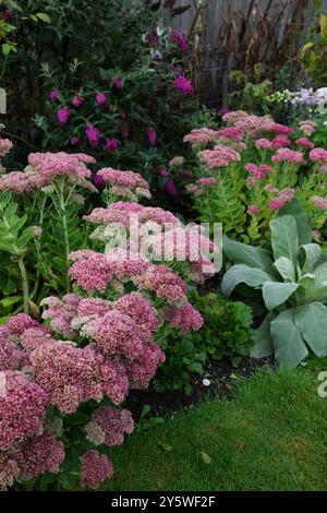 Sedum 'Autumn Joy' in full flower Stock Photo - Alamy