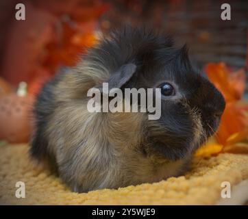 Guinea Pigs at Autumn,Photo set featuring cute lovable guinea pigs ...