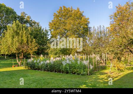 Large dahlia flower bed with organza bags and yellow sticky traps set ...