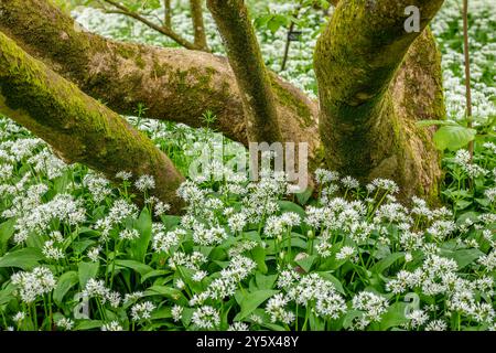 Wild Garlic (Alium Ursinum), Nymans NT, Handcross, West Sussex, England ...
