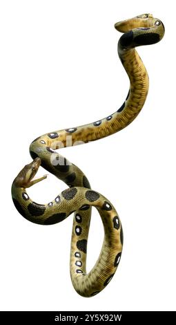3D rendering of a green anaconda or Eunectes murinus or common anaconda ...