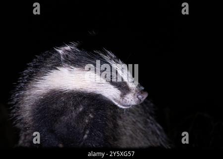 Night time Badger protrait Stock Photo - Alamy