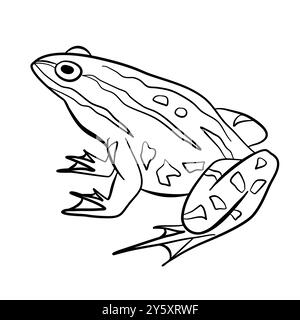 Frogs and toad. Realistic flat vector illustration on white background ...