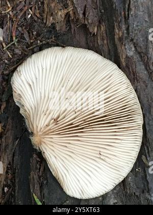 (Crepidotus nephrodes) Fungi Stock Photo - Alamy