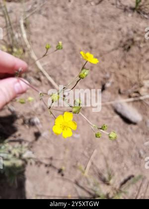 slender cinquefoil (Potentilla gracilis), Plantae, Kootenay Boundary ...