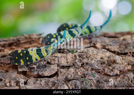 Colorful insect Cicada or Lanternflies (Pyrops candelaria) insect on ...